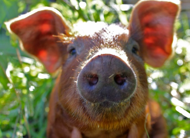 Breed Profile - The Red Wattle Pig - Countryside